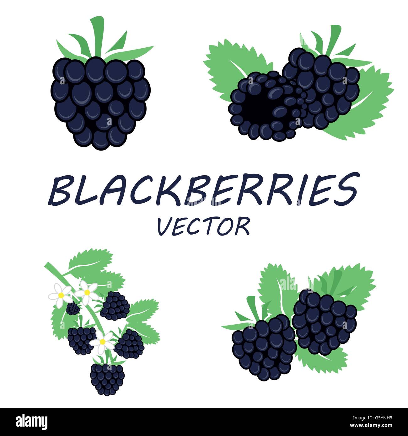 Blackberries white background Stock Vector Images - Alamy