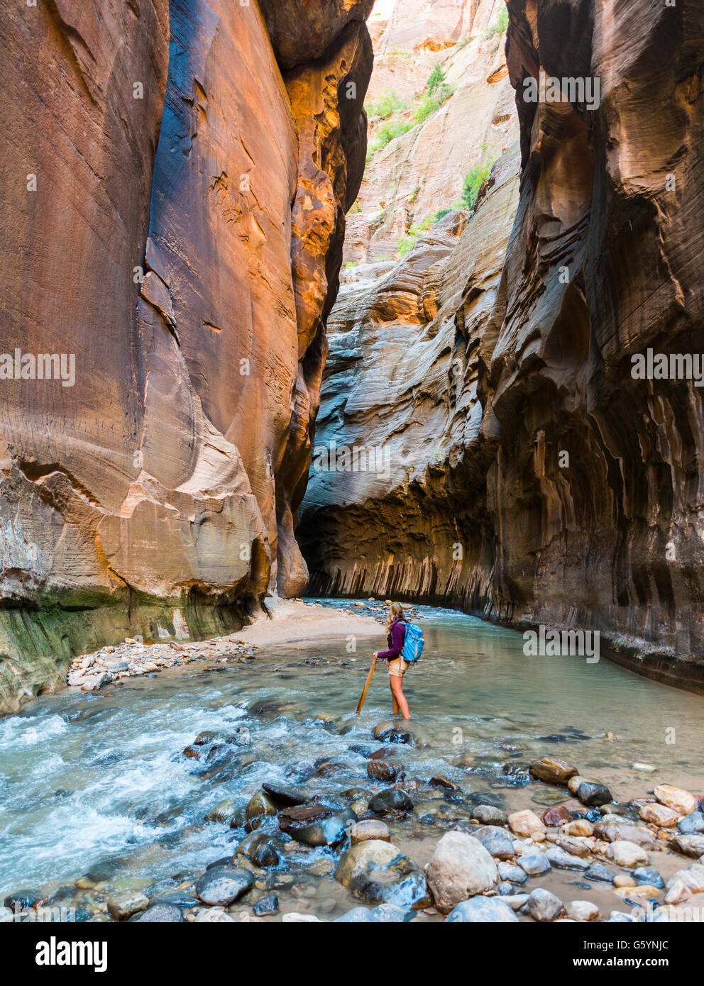 Zion Narrows Stock Photos & Zion Narrows Stock Images - Alamy