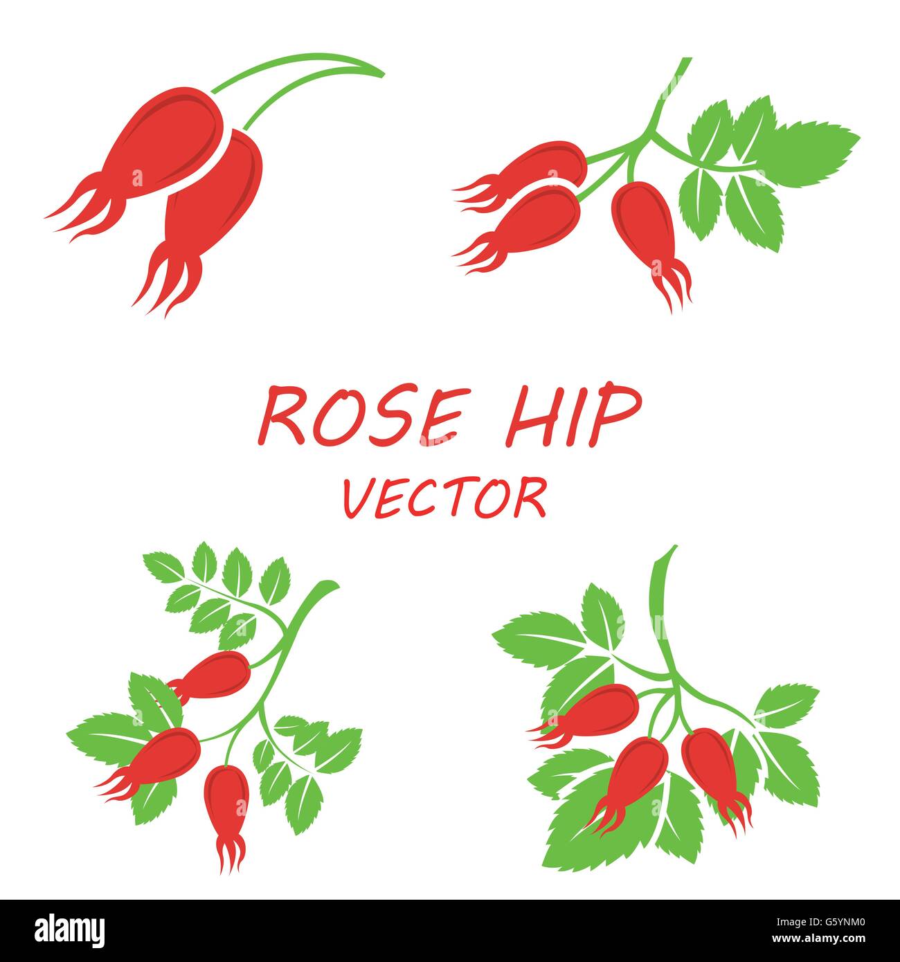 Red rose hip leaf Stock Vector Images - Alamy