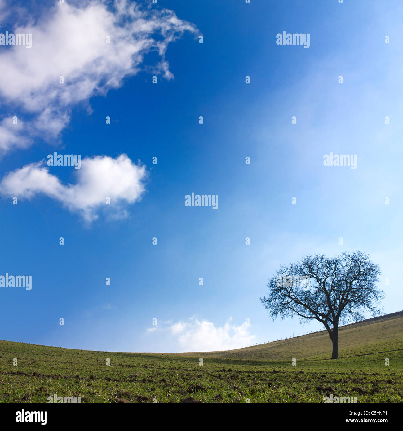 Solitary tree in Limagne landscape, Auvergne, France, Europe Stock ...