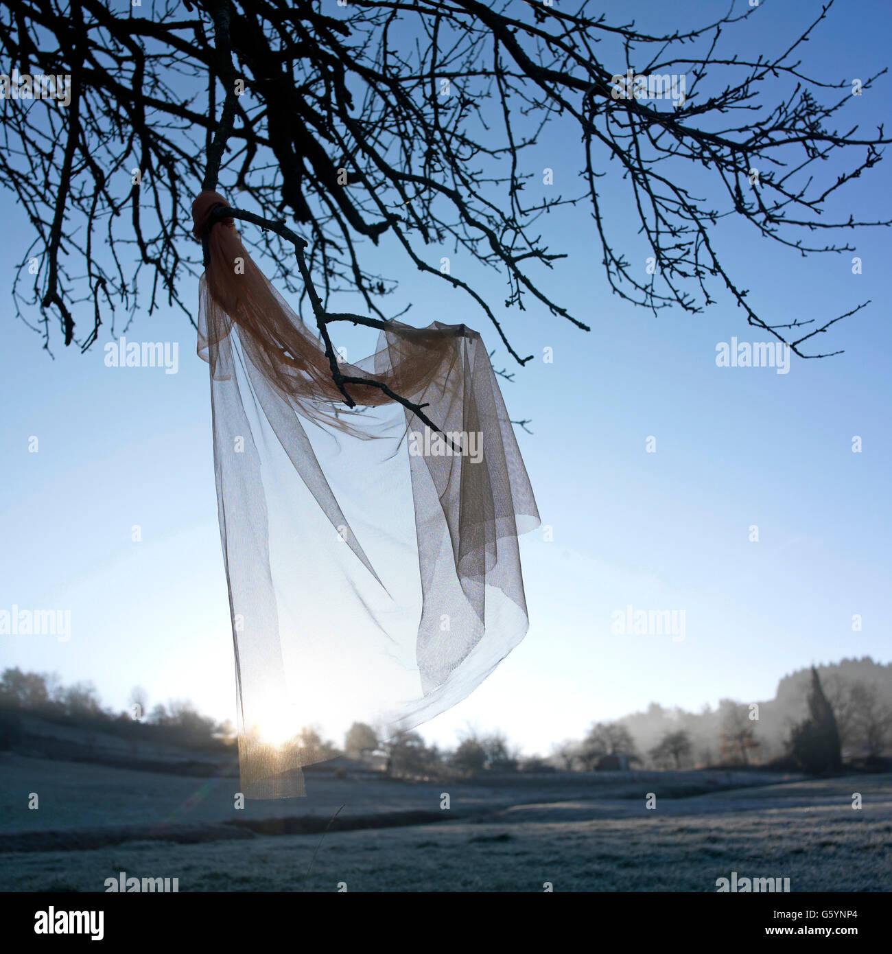 Veil hanging from a tree Stock Photo - Alamy