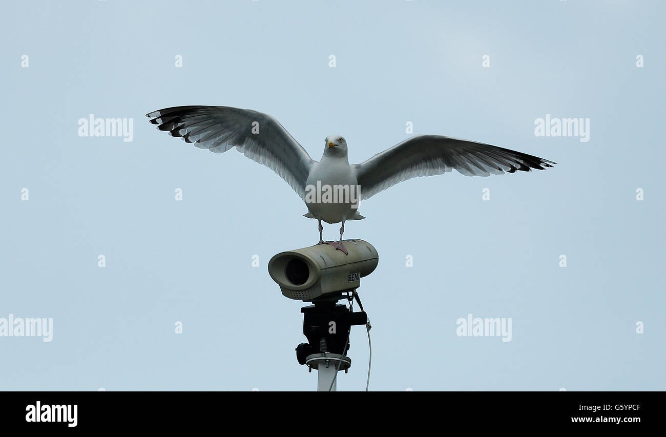 General view of a seagull sitting on a Hawk eye camera during day three ...