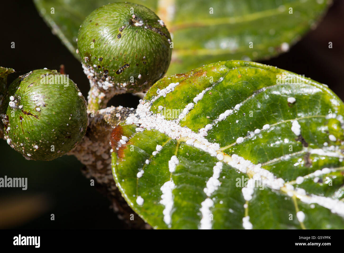 Mealybug on leaf figs. Plant insect infestation Stock Photo - Alamy