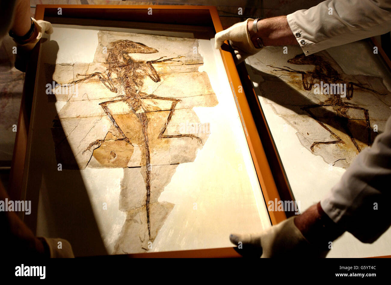 Velociraptor Fossil Feathers