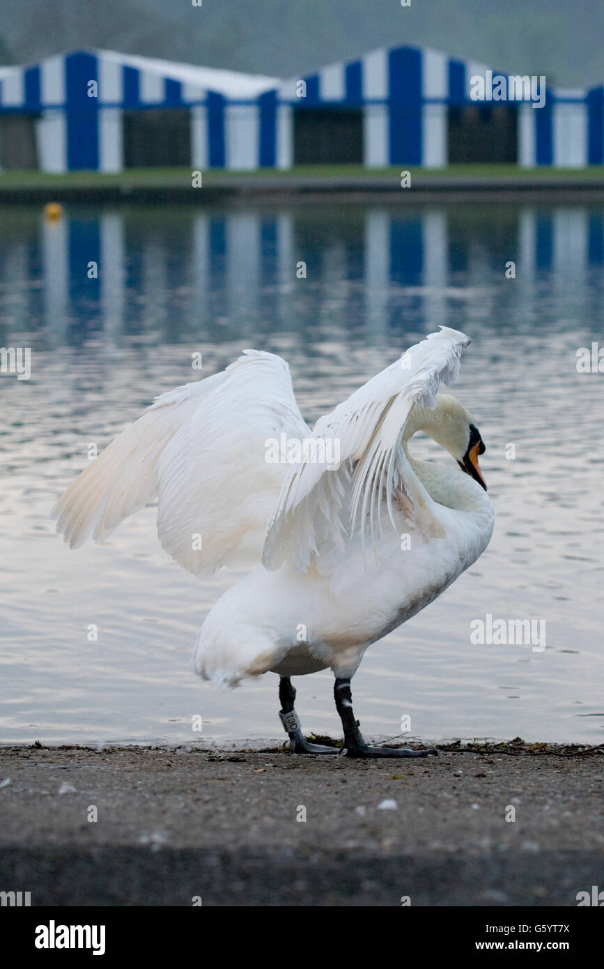 Swan flapping wings hi-res stock photography and images - Alamy