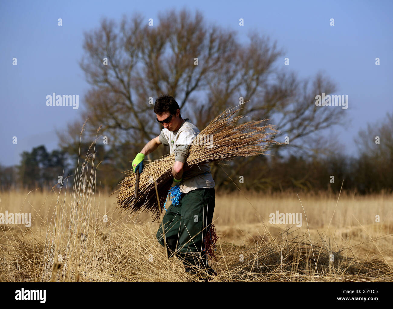 Norfolk reed cutters hi-res stock photography and images - Alamy