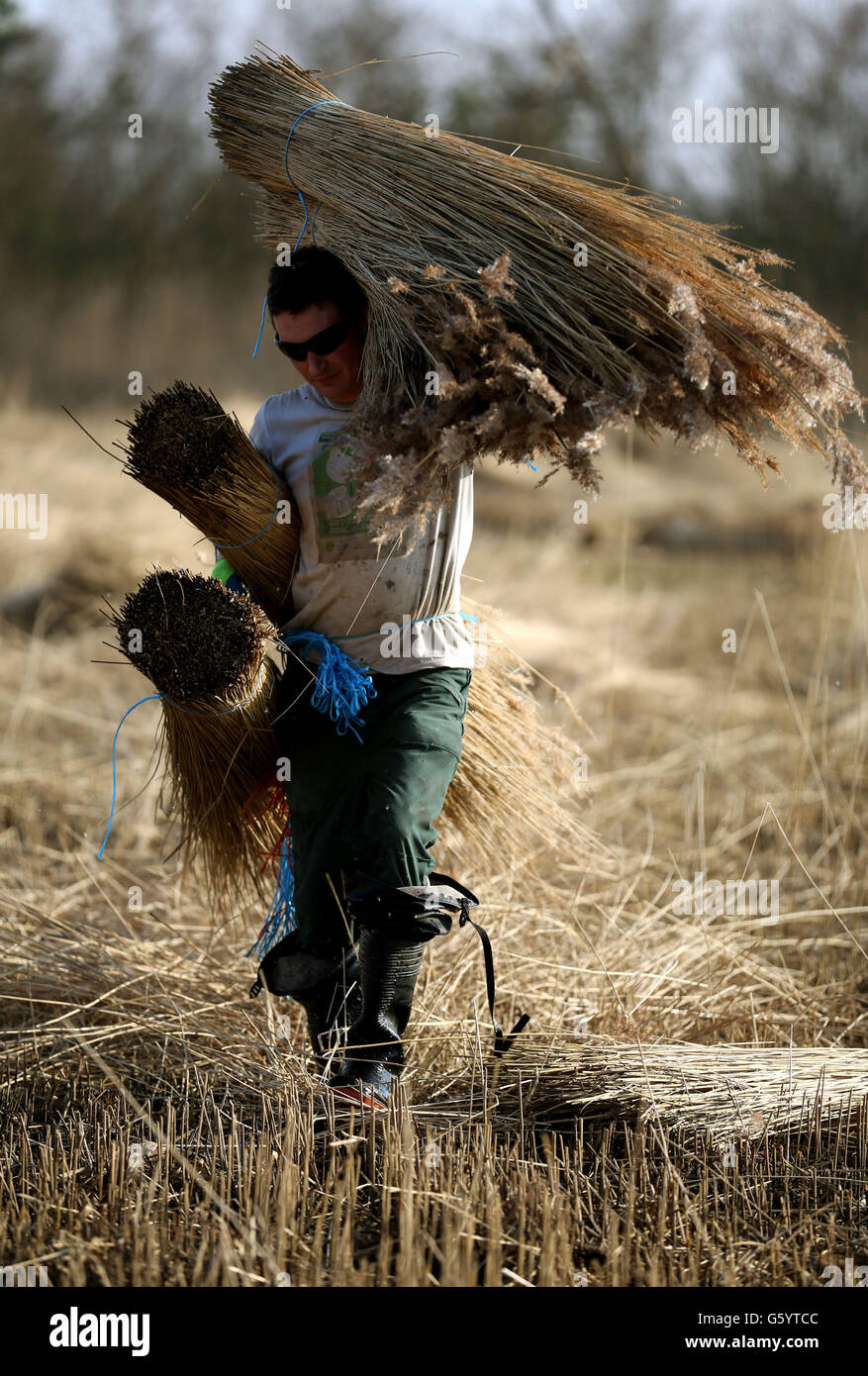 Norfolk Reed Cutters High Resolution Stock Photography and Images - Alamy