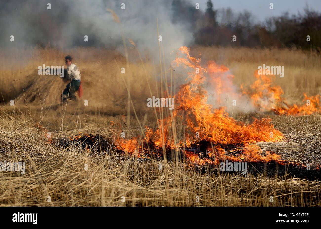 Reed Cutters High Resolution Stock Photography and Images - Alamy