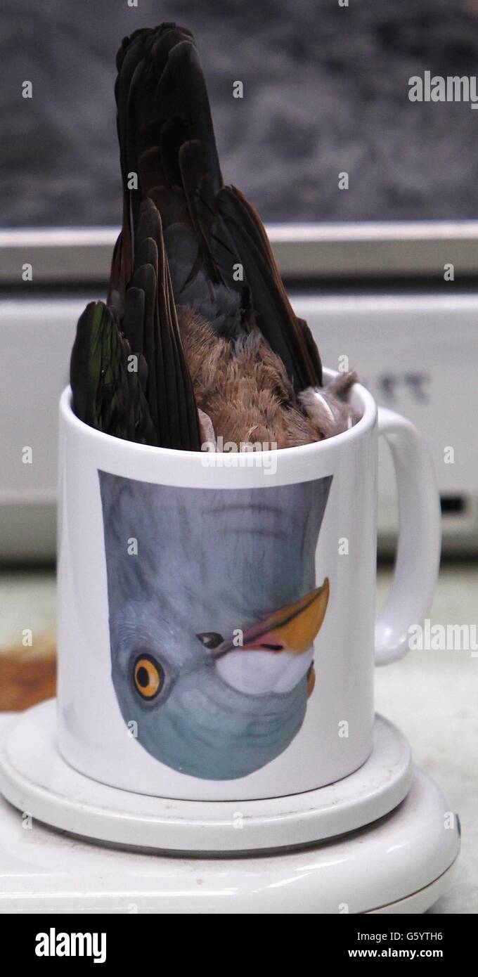 Chester Zoo annual health check. An Emerald Dove at Chester Zoo is ...