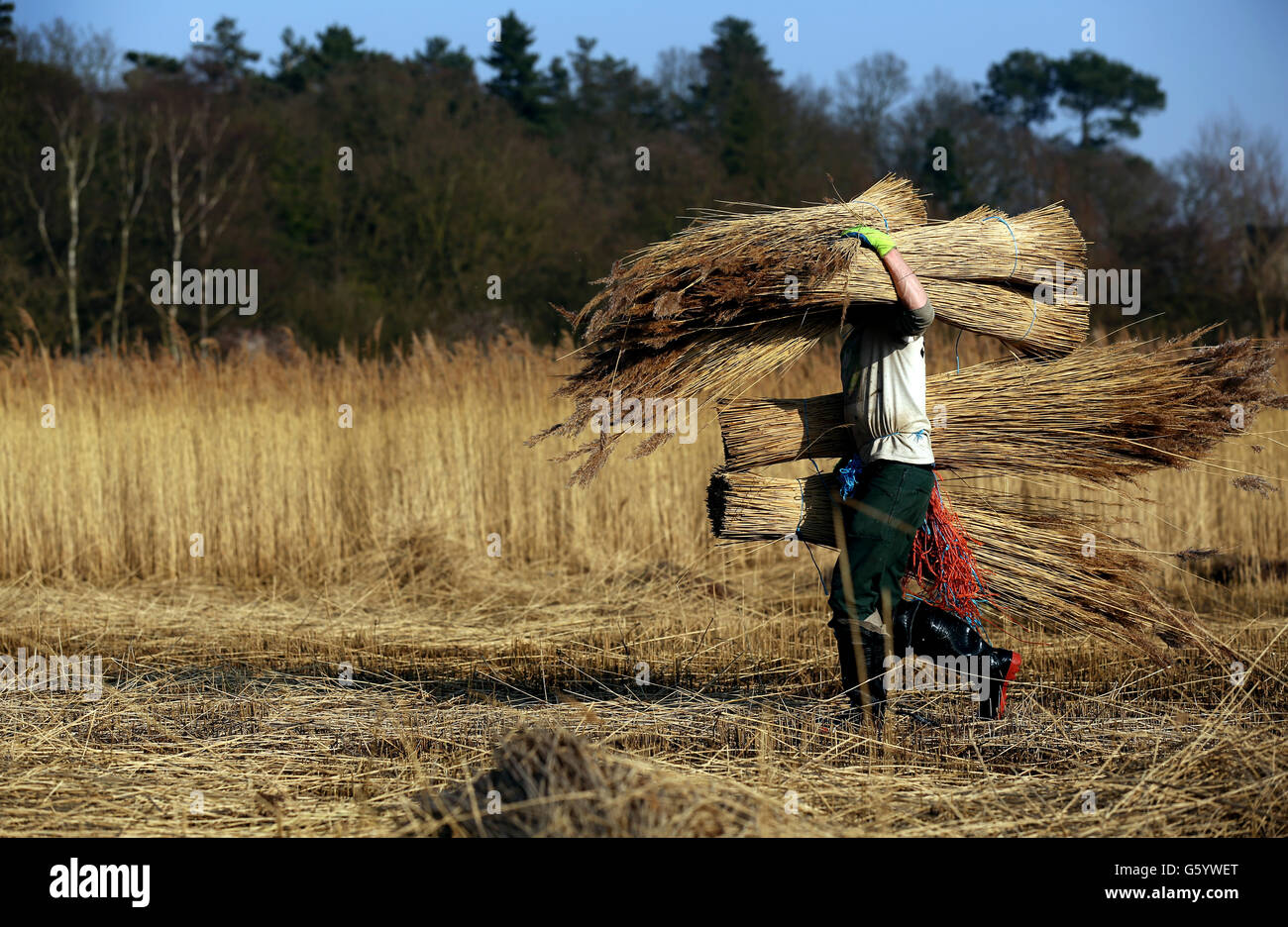 Norfolk reed cutters hi-res stock photography and images - Alamy