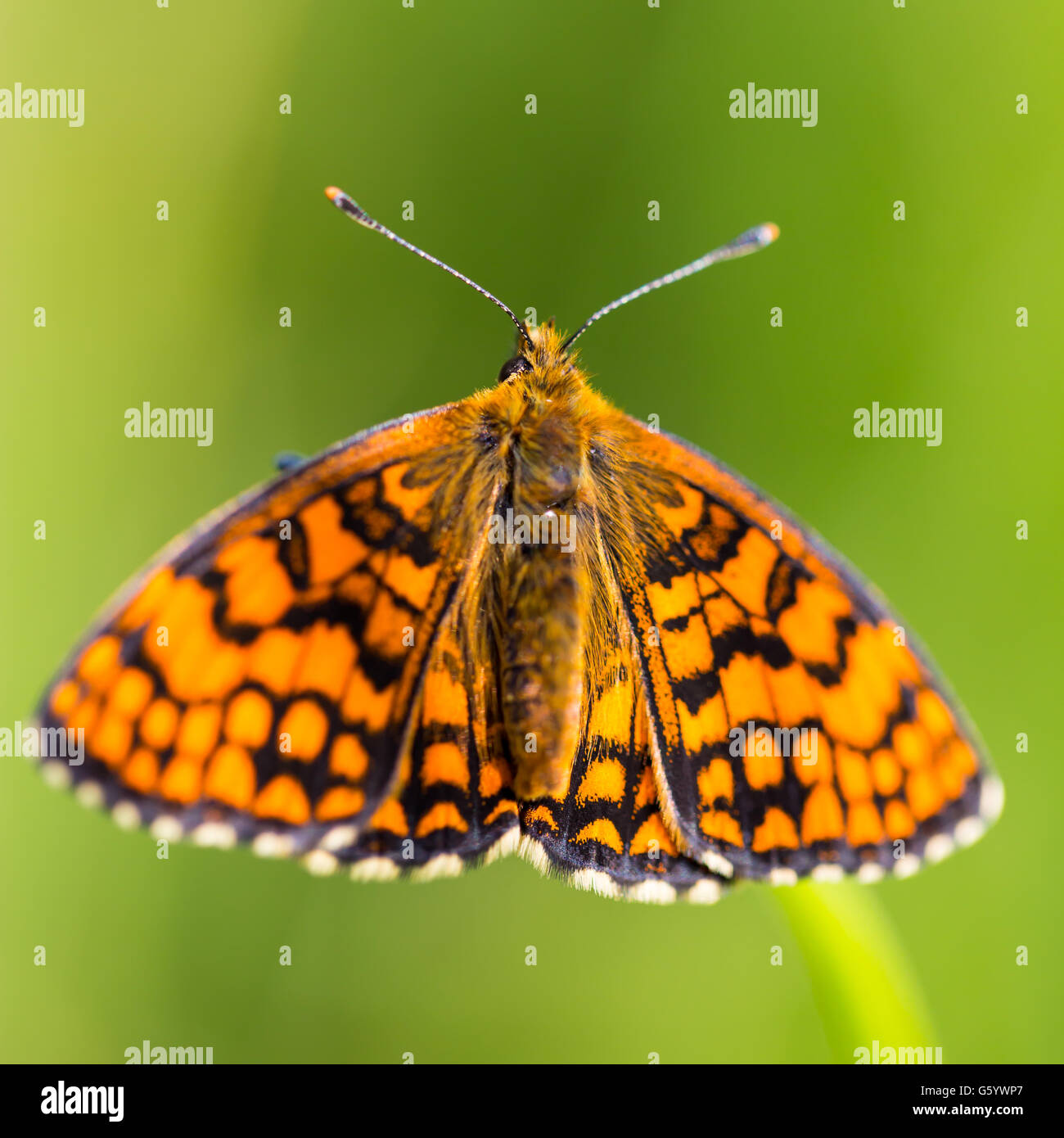 Knapweed fritillary butterfly (Melitaea phoebe) with natural green ...