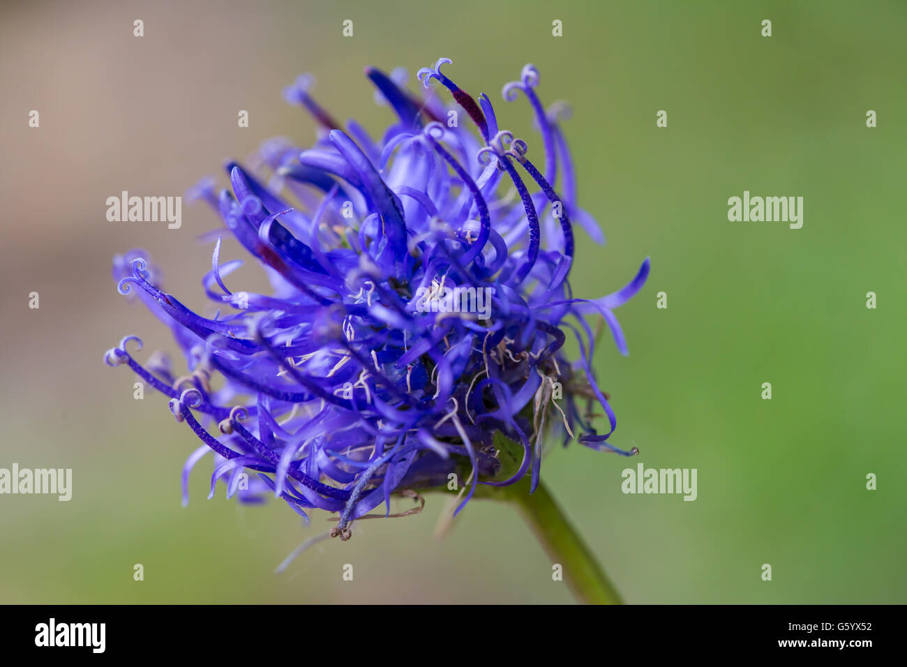 Blue bloom of a flower (Phyteuma orbiculare) with green background ...