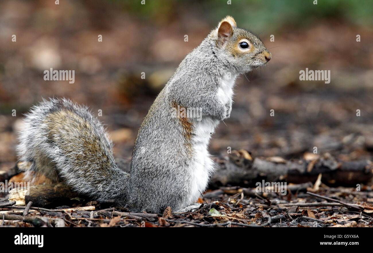 News animals squirrel hi-res stock photography and images - Alamy