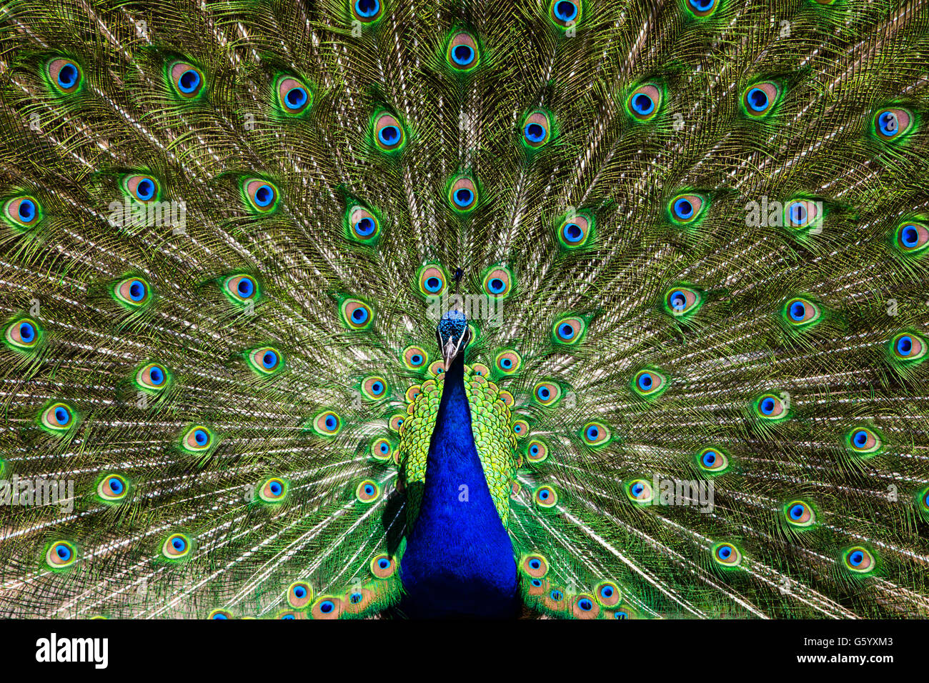 Colorful male peacock mating Stock Photo - Alamy