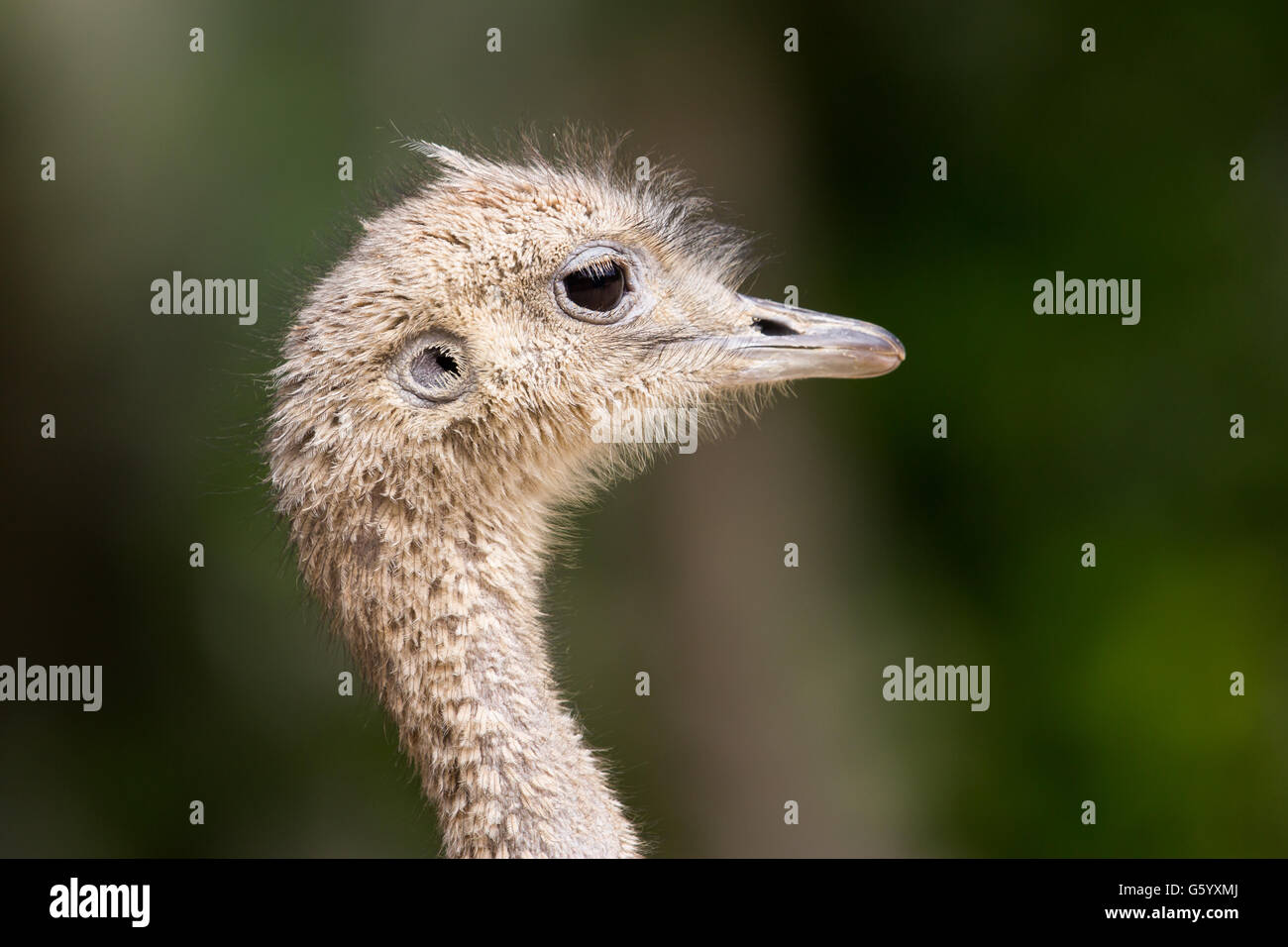 Side view of an ostrich on natural green background Stock Photo - Alamy