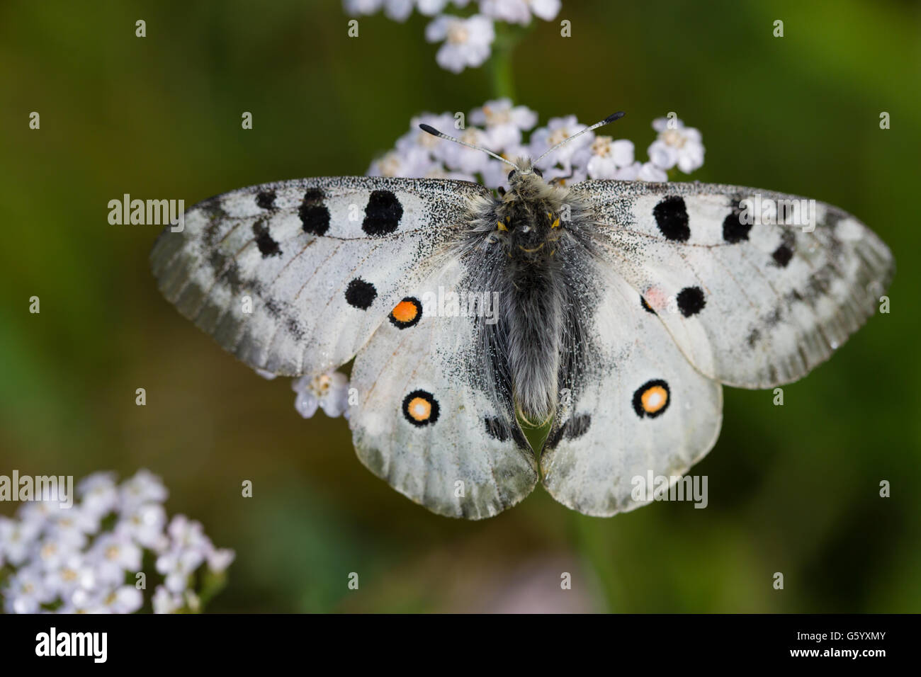 Mountain Apollo (Parnassius apollo) sitting on a white bloom Stock ...