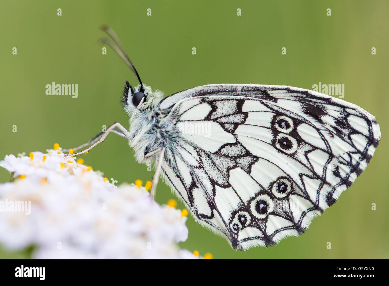 Marbled white butterfly (Melanargia galathea) with natural green ...