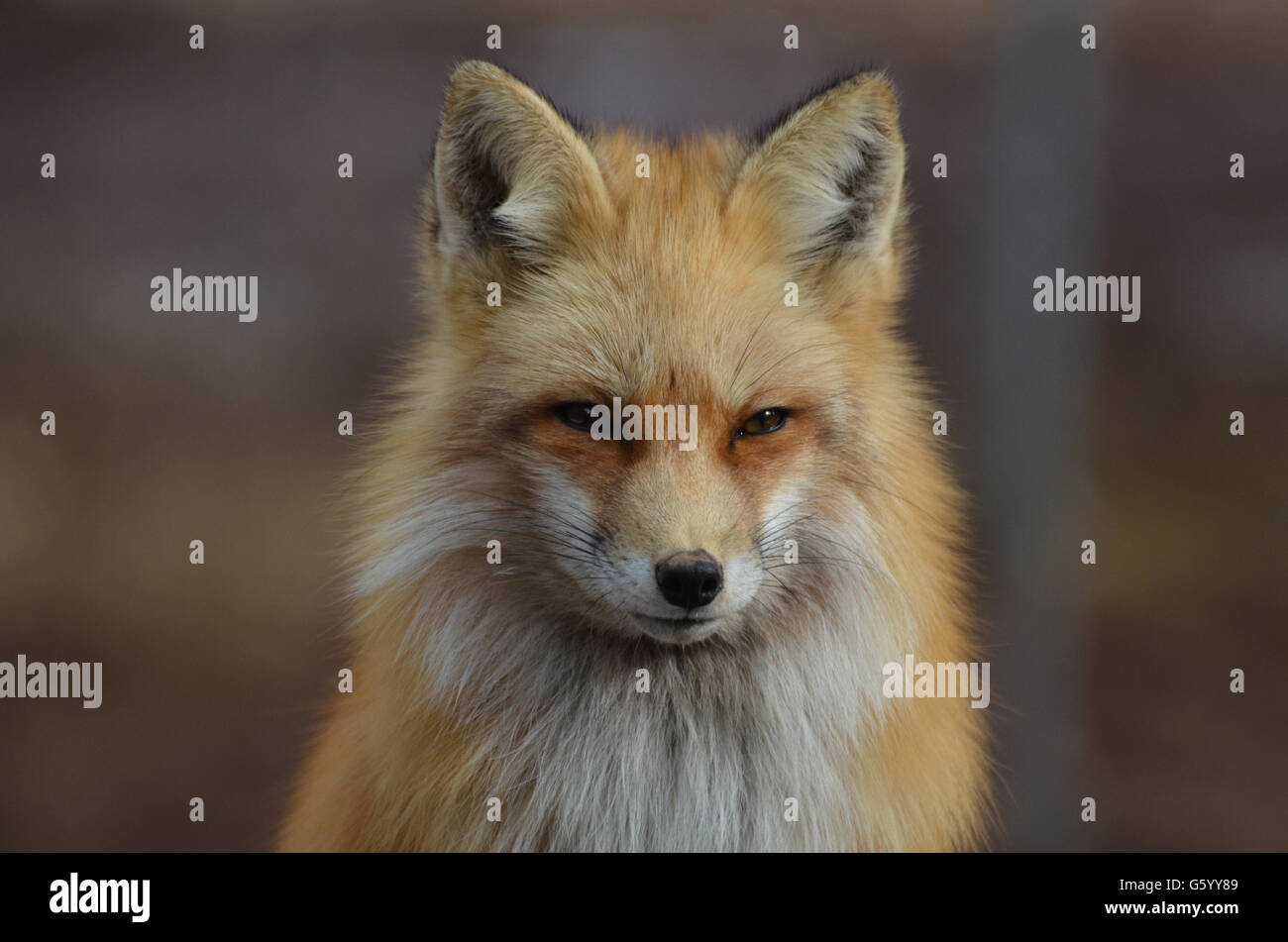 Beautiful red fox staring straight ahead in a candid capture Stock ...