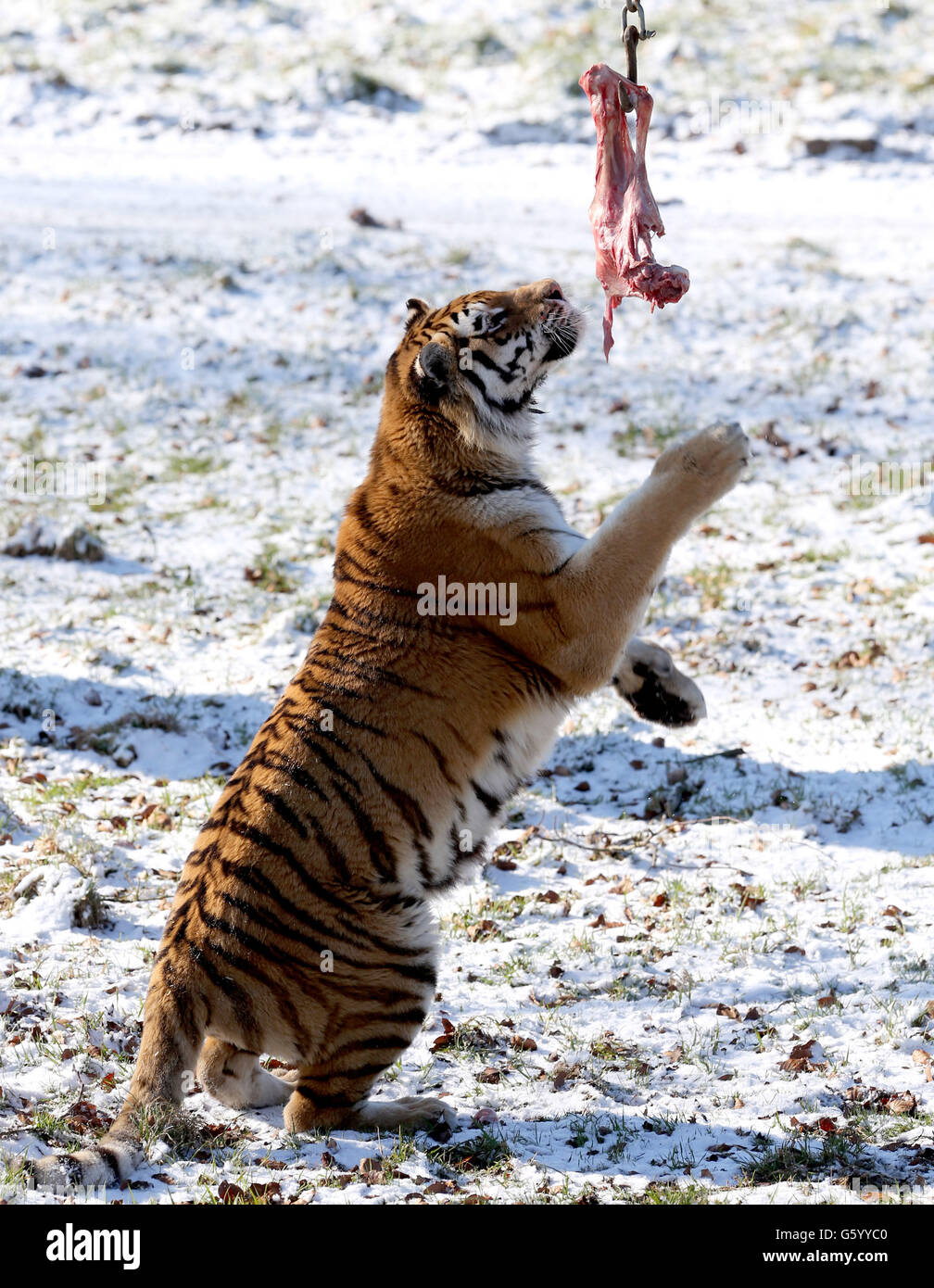 Bela the eleven year old Amur tiger eats her breakfast hanging from a ...