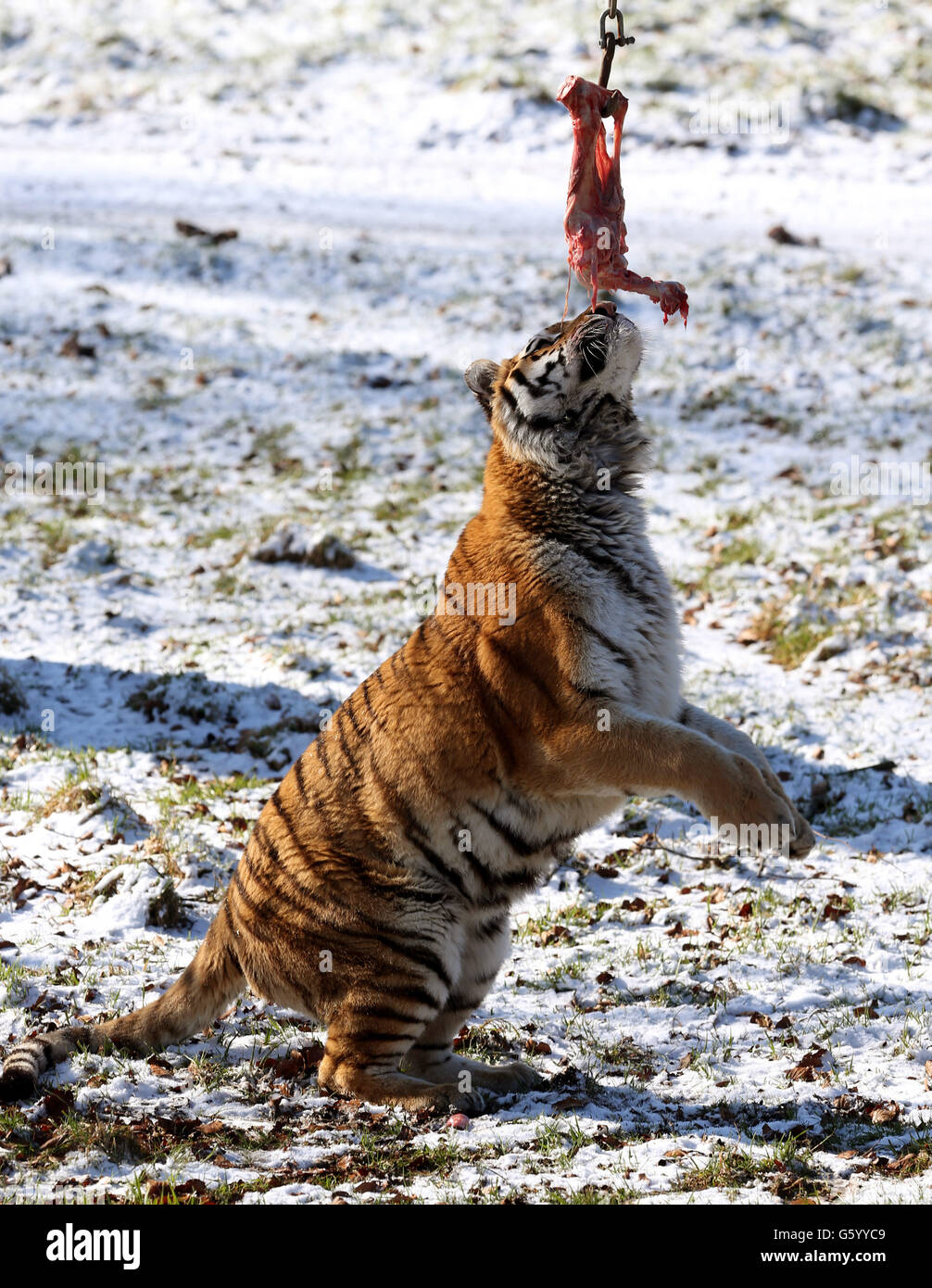 Bela the eleven year old Amur tiger eats her breakfast hanging from a ...