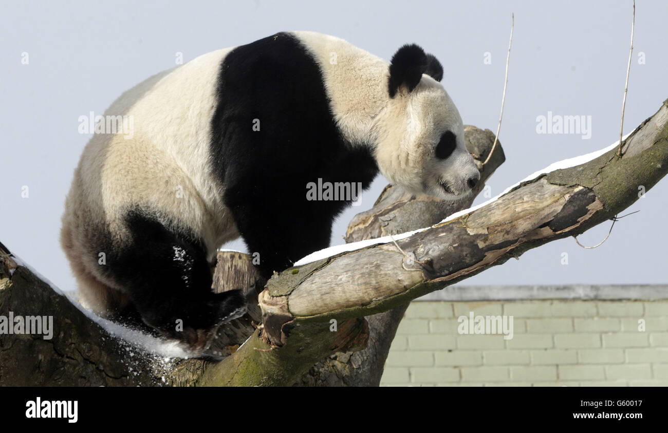 Edinburgh zoo panda hi-res stock photography and images - Alamy