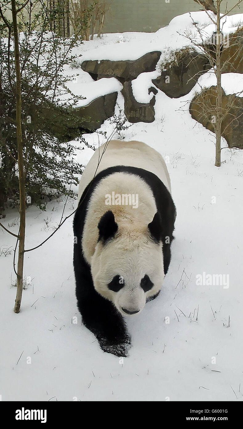 Tian Tian the Panda Stock Photo - Alamy