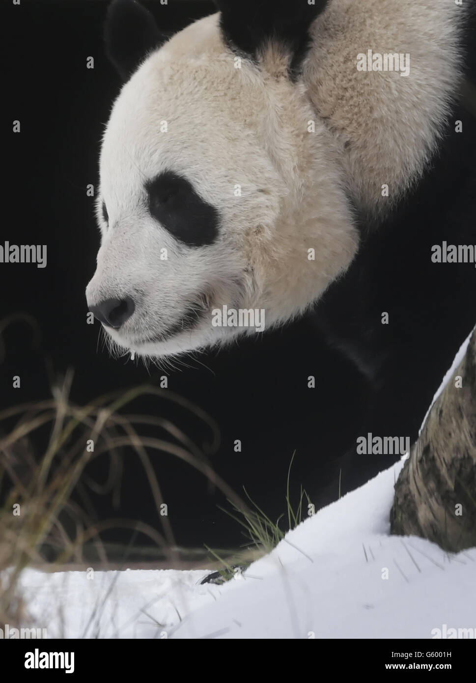 Tian Tian the Panda Stock Photo - Alamy