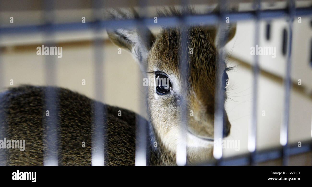 A baby Dik Dik at the home Tim Rowlands who is of the Curator of ...