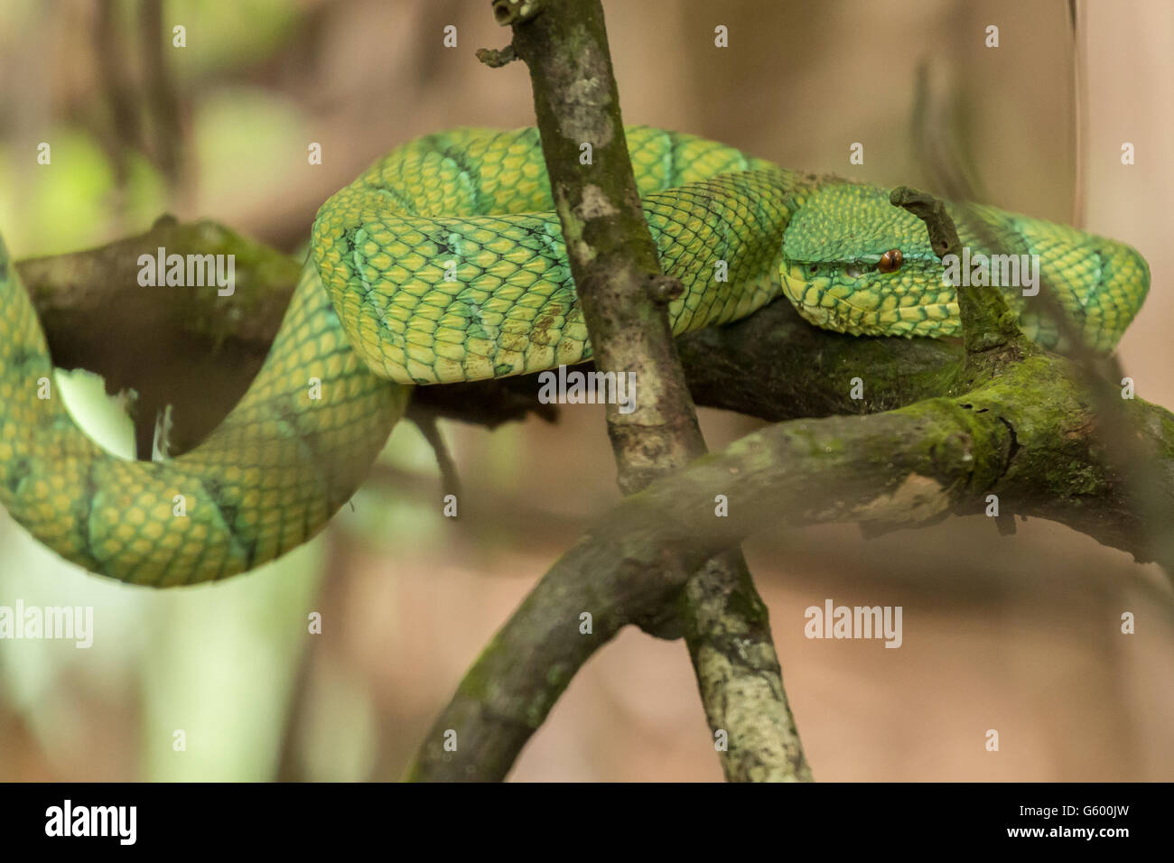 Bornean keeled green pit viper (Tropidolaemus subannulatus) snake, Bako ...