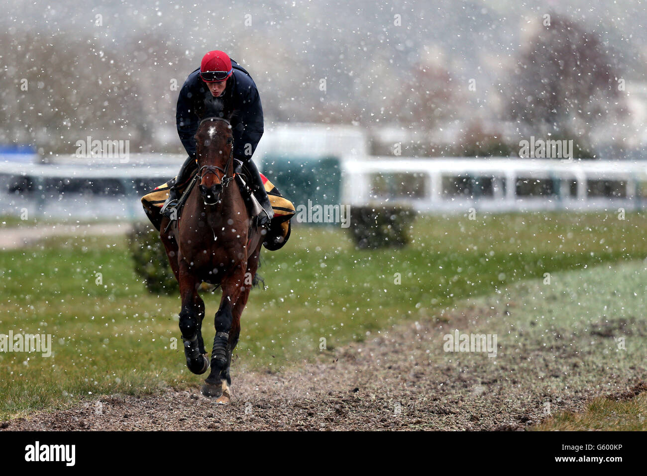 A horse from Henry De Bromhead's stable exercises on the gallops before ...