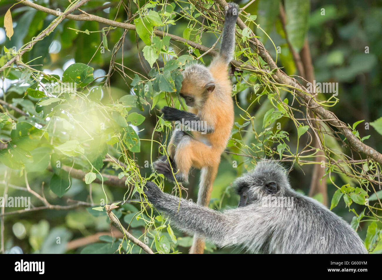 Mother and baby Silvery lutung (Trachypithecus cristatus) playing in ...