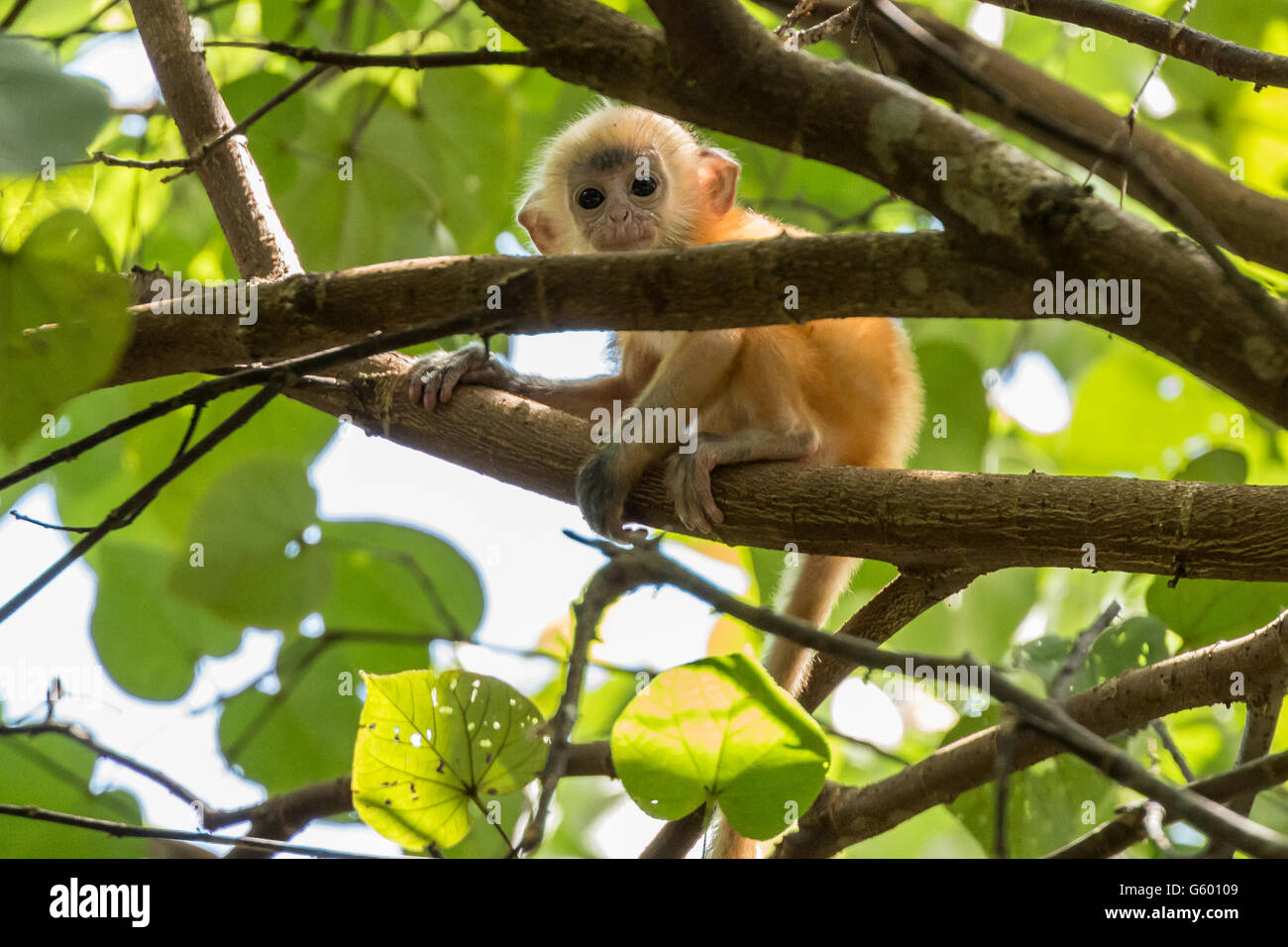 Silvery lutung monkey hi-res stock photography and images - Alamy