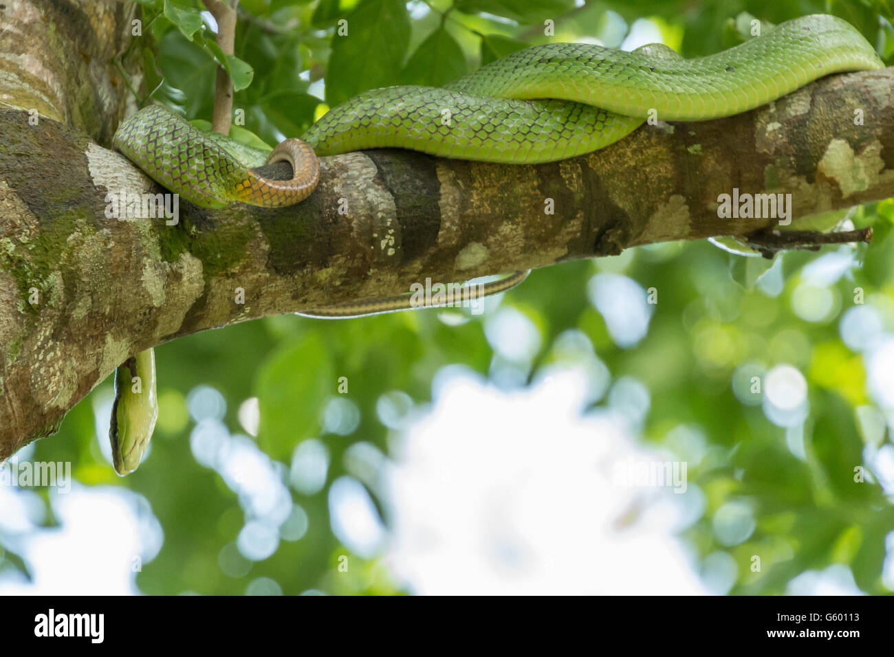 Red-tailed racer snake (Gonyosoma oxycephalum), in a tree in Bako ...