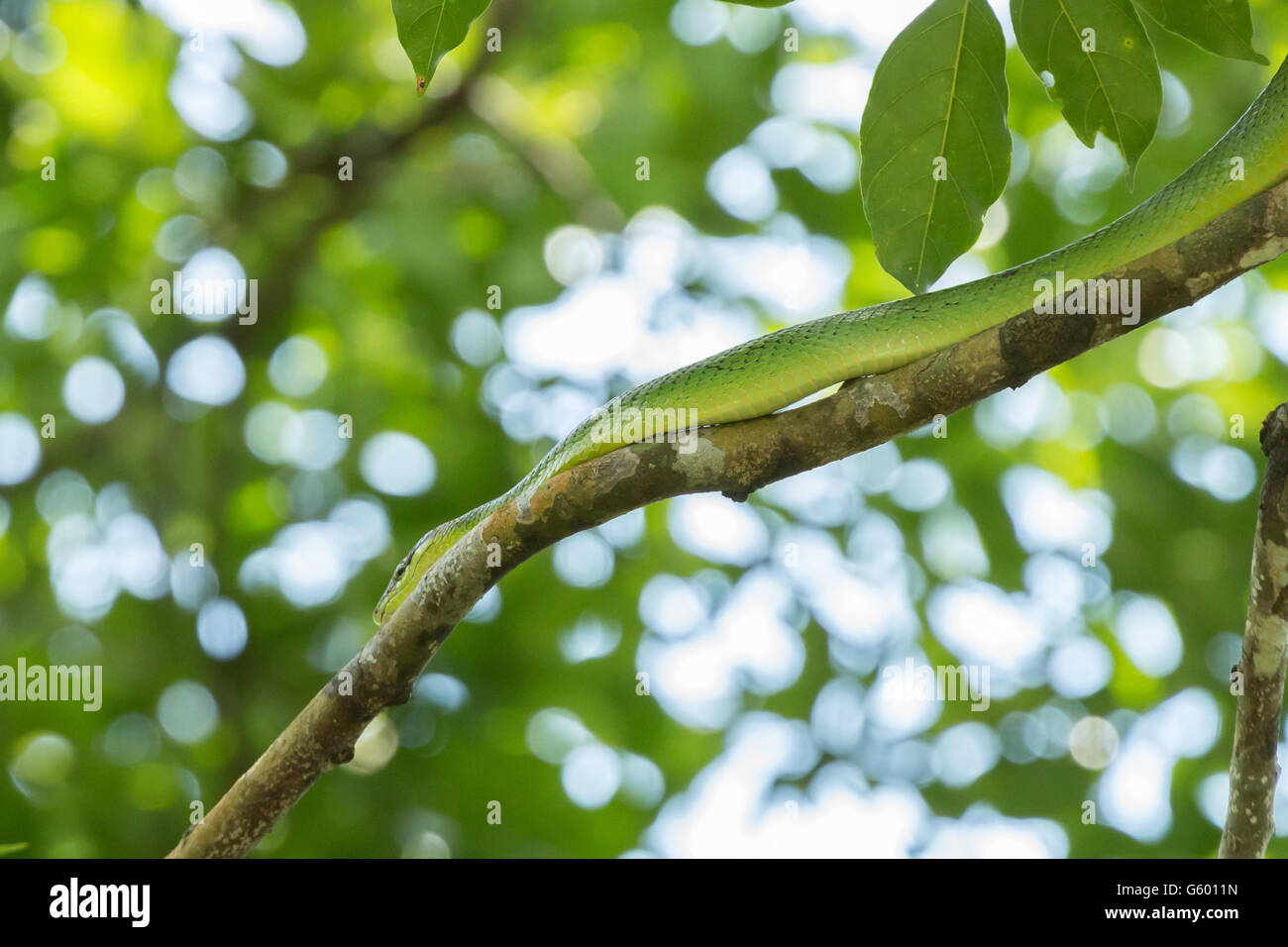 Red-tailed racer snake (Gonyosoma oxycephalum), in a tree in Bako ...