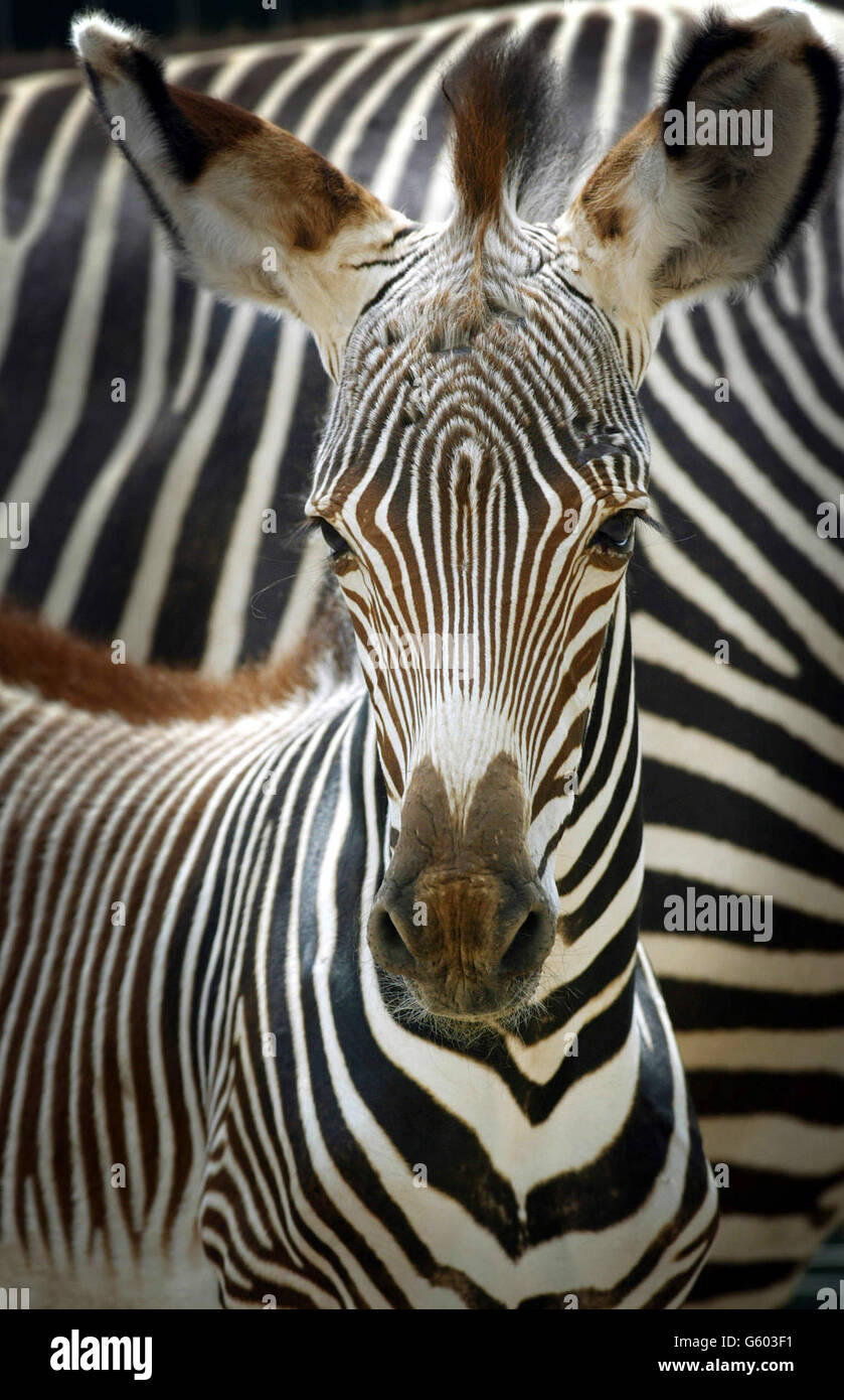Zebra at marwell hi-res stock photography and images - Alamy