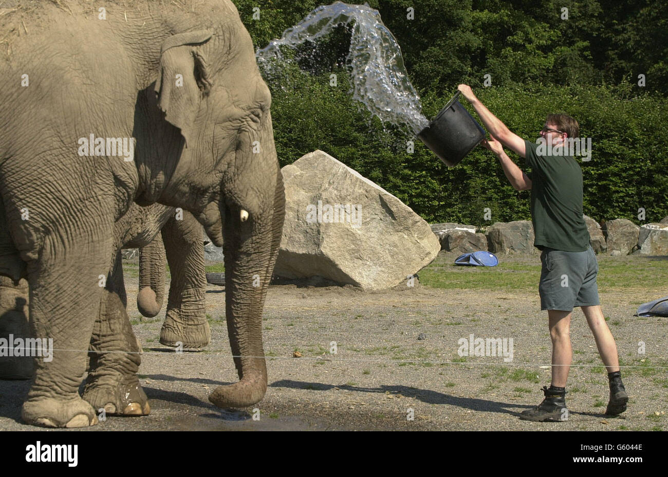 Elephant keeper Ken Mackey & Judy the Indian Elephant Stock Photo - Alamy