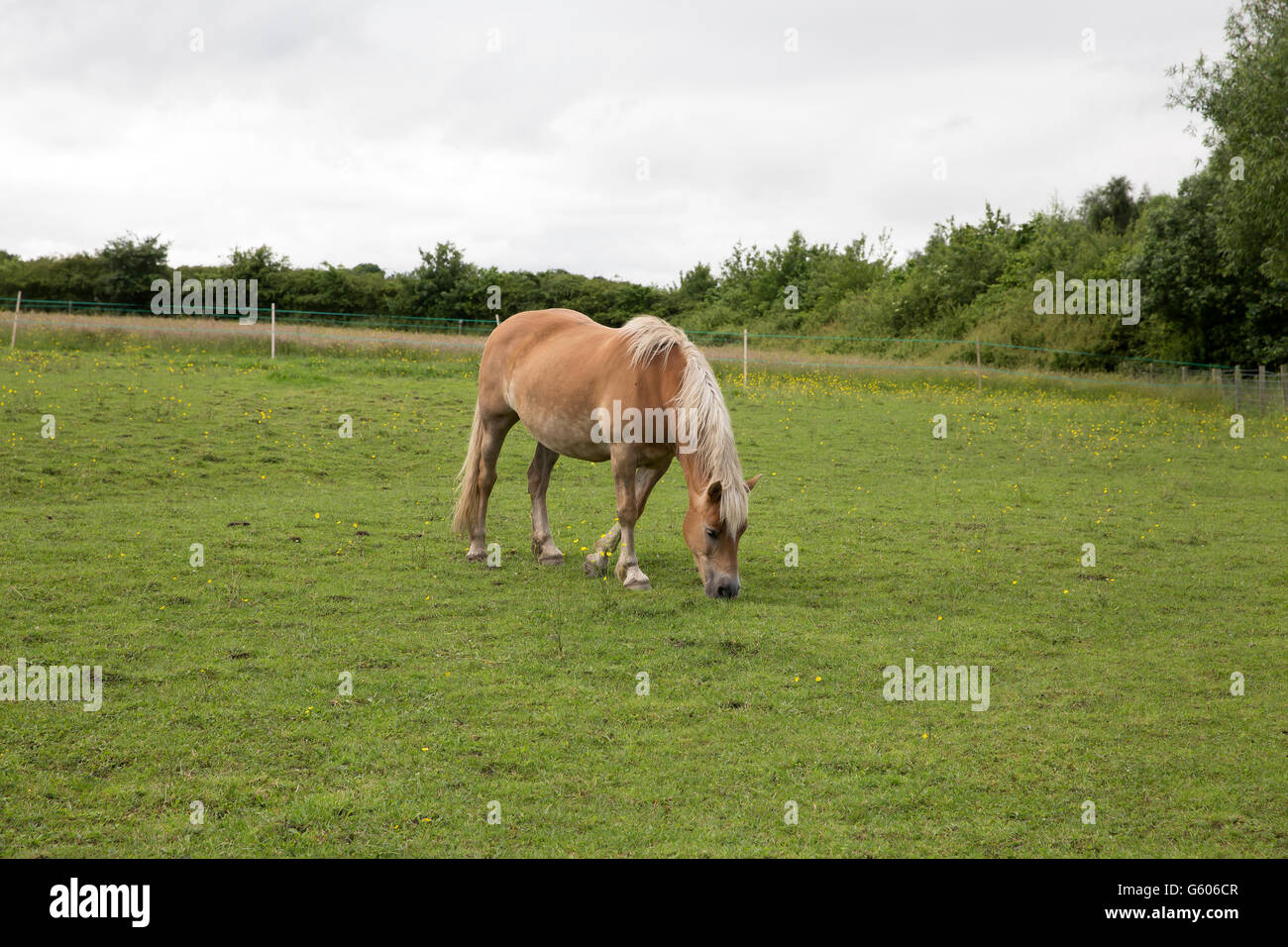 Light Chestnut coloured horse in a field by the Chesterfield Canal ...