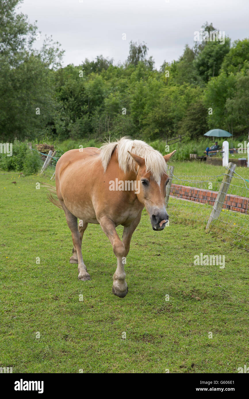 Light Chestnut coloured horse in a field by the Chesterfield Canal ...