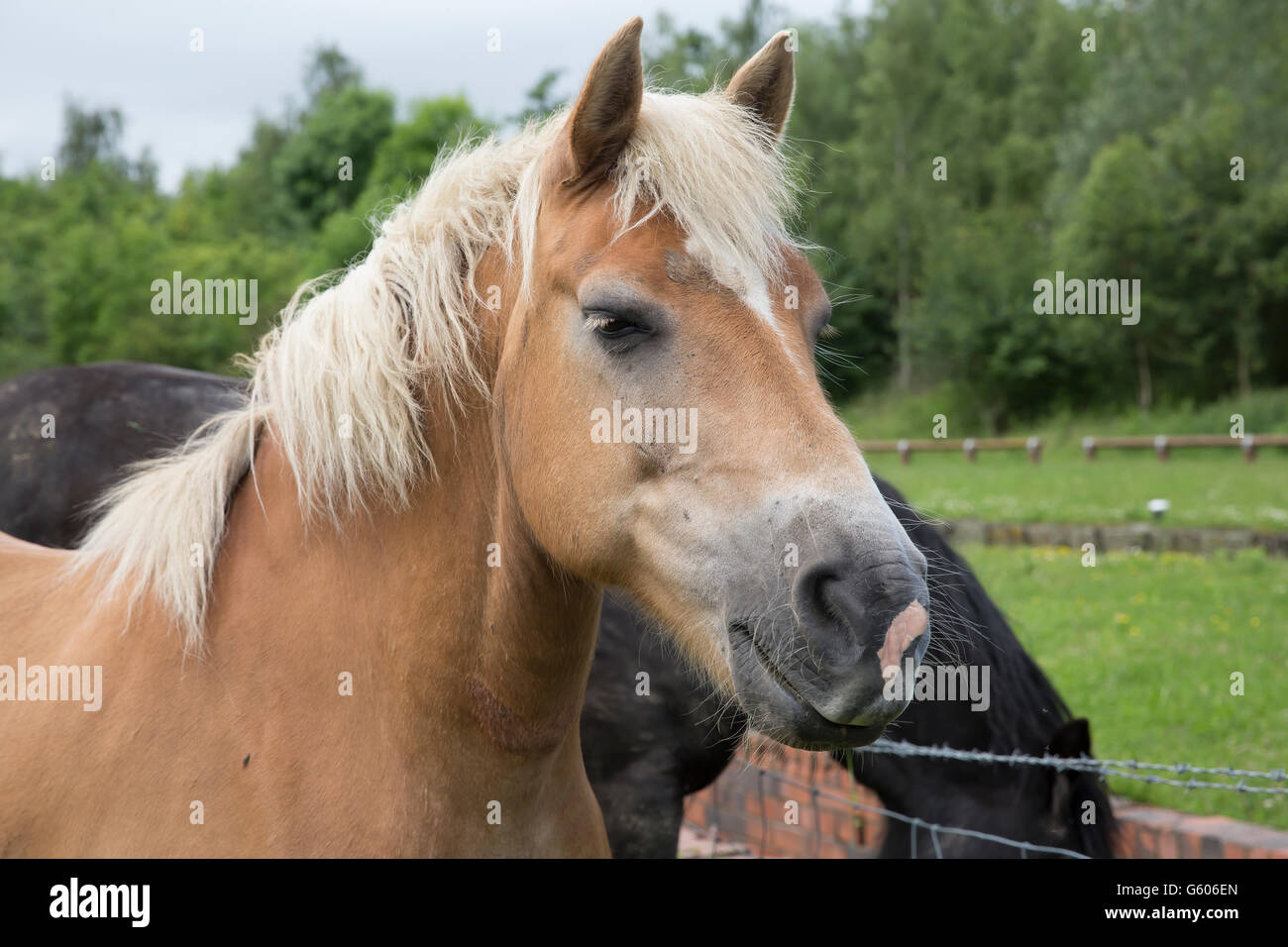 Light Chestnut coloured horse in a field by the Chesterfield Canal ...