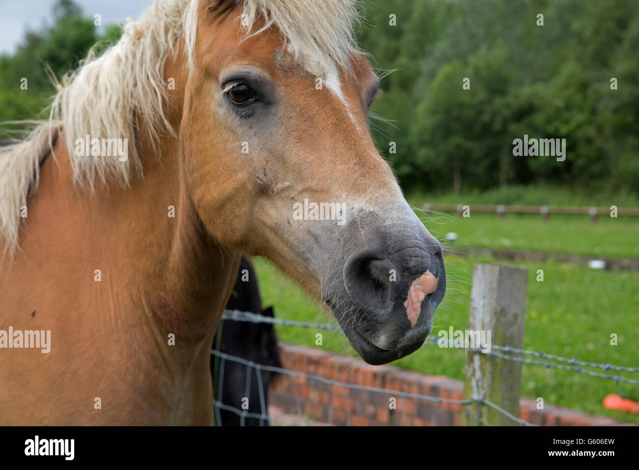 Light Chestnut Horse