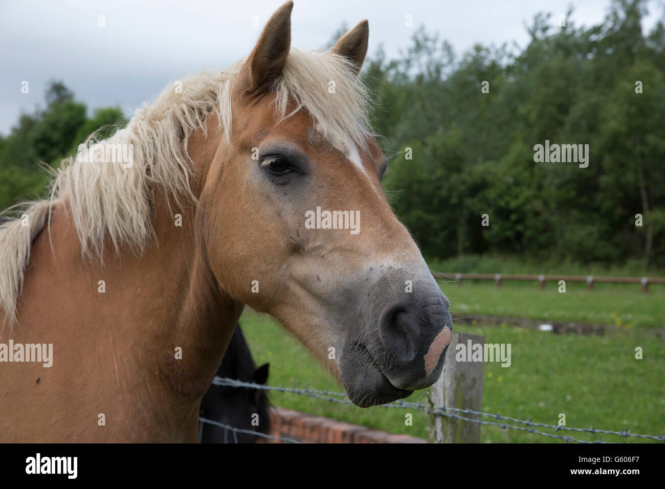 Chestnut coloured eyes hi-res stock photography and images - Alamy