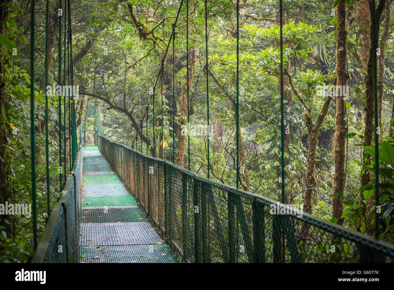 The hanging bridge in the rainforest / Costa rica / Monteverde National ...