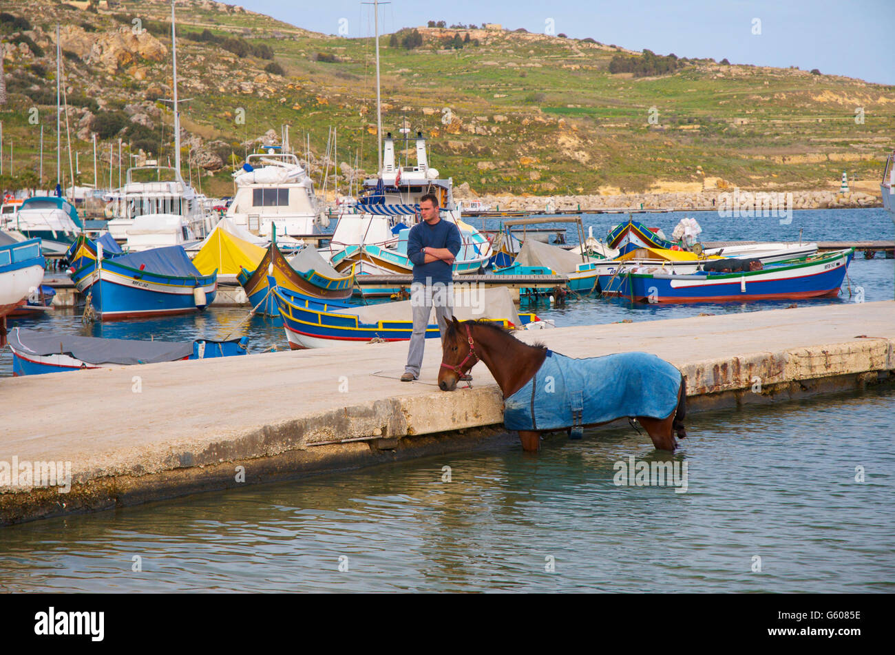 Horse being exercised in the sea on Gozo with colourful boats in ...