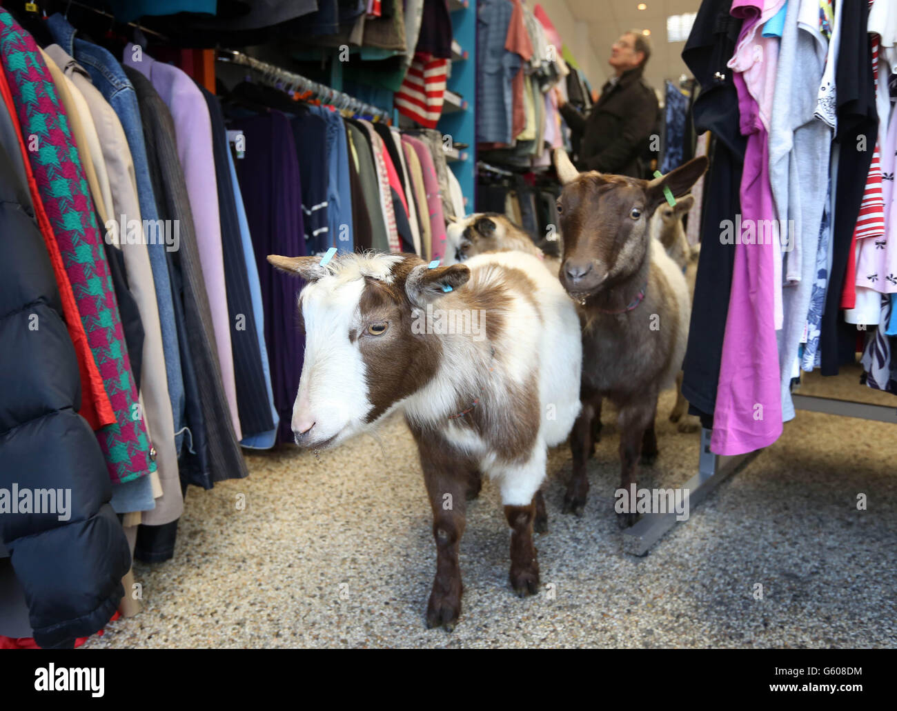 Clothes goats hi-res stock photography and images - Alamy