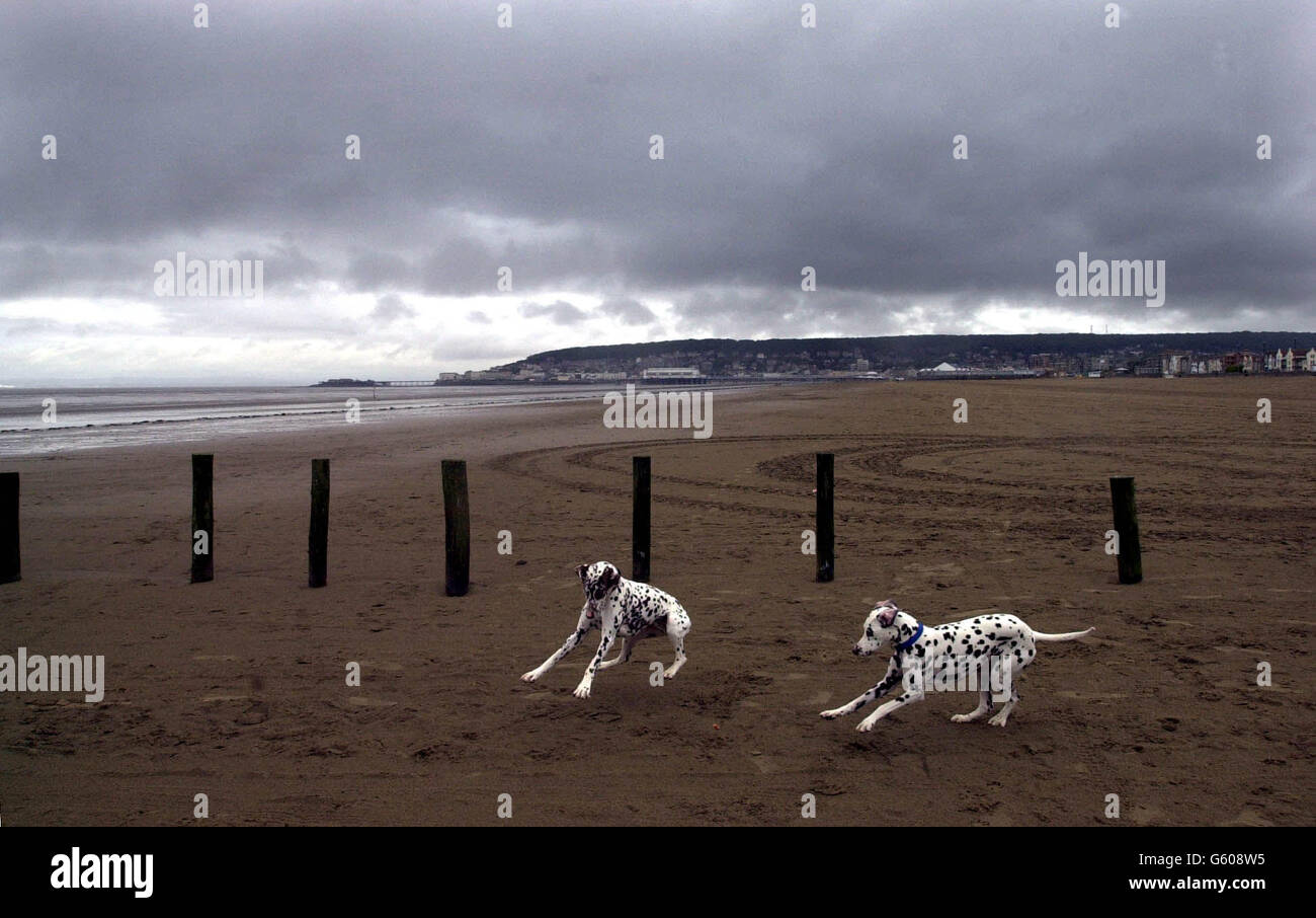 Four year old dalmatians hamish and murphy hi-res stock photography and ...