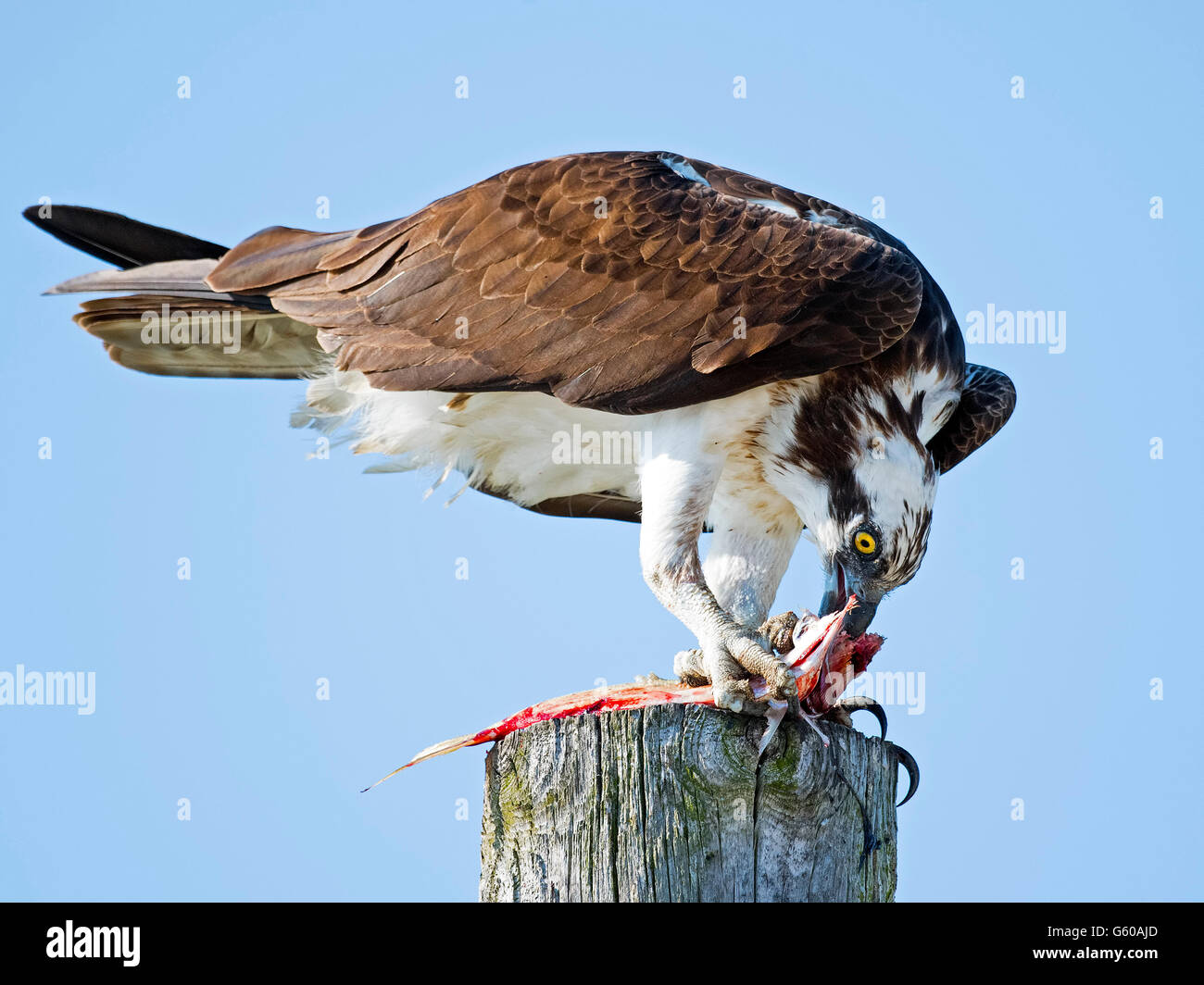 Osprey with Fish Stock Photo - Alamy