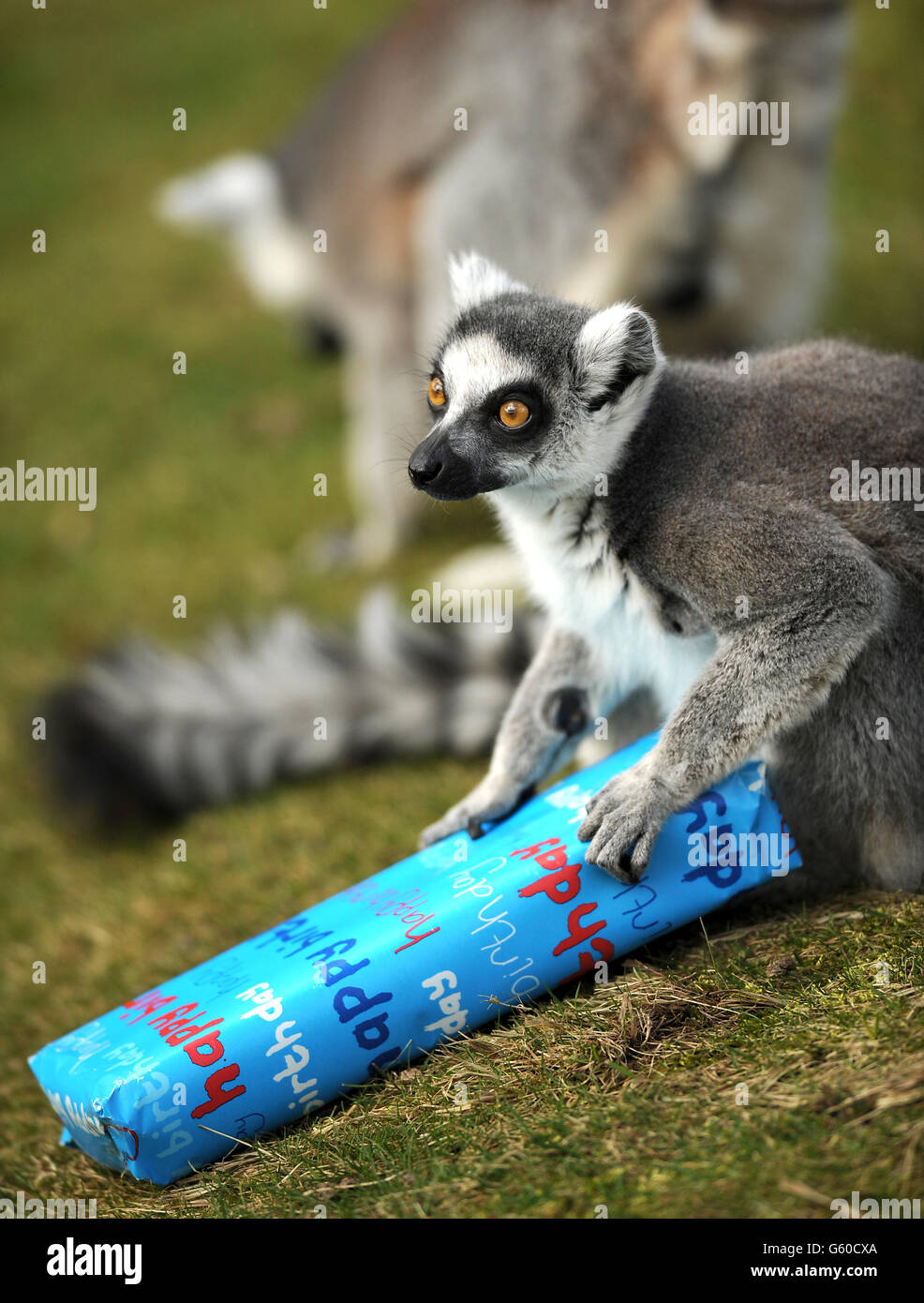 One of Whipsnade Zoo's ring-tailed lemurs picks up a present for twins ...