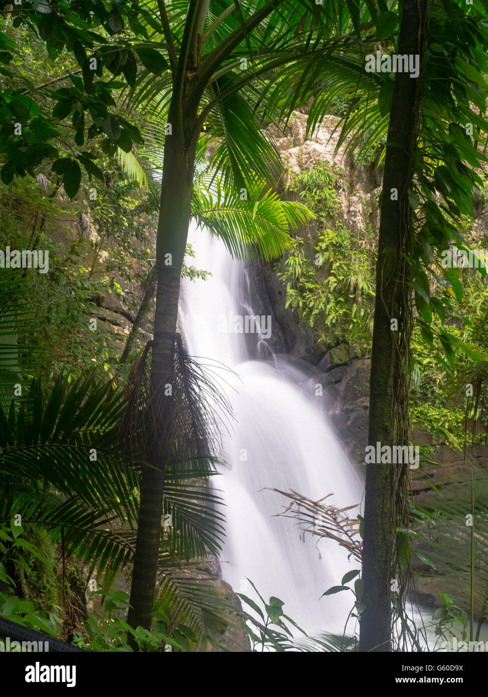 People enjoy cooling off in La Mina Falls, El Yunque Falls, Puerto RIco ...