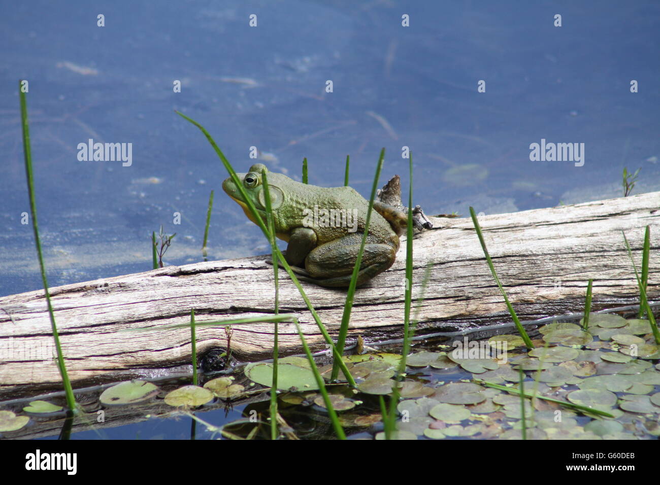 American bullfrog sitting on old hi-res stock photography and images ...