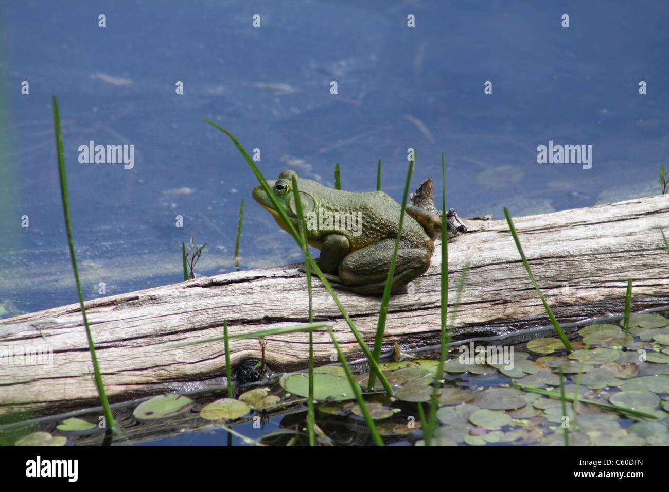 American bullfrog sitting on old hi-res stock photography and images ...